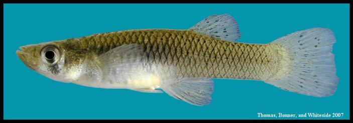 Male Mosquito Fish